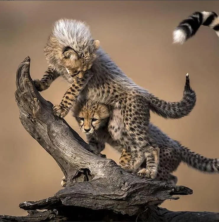 The cruel moments of animal predation that you have never seen before ...