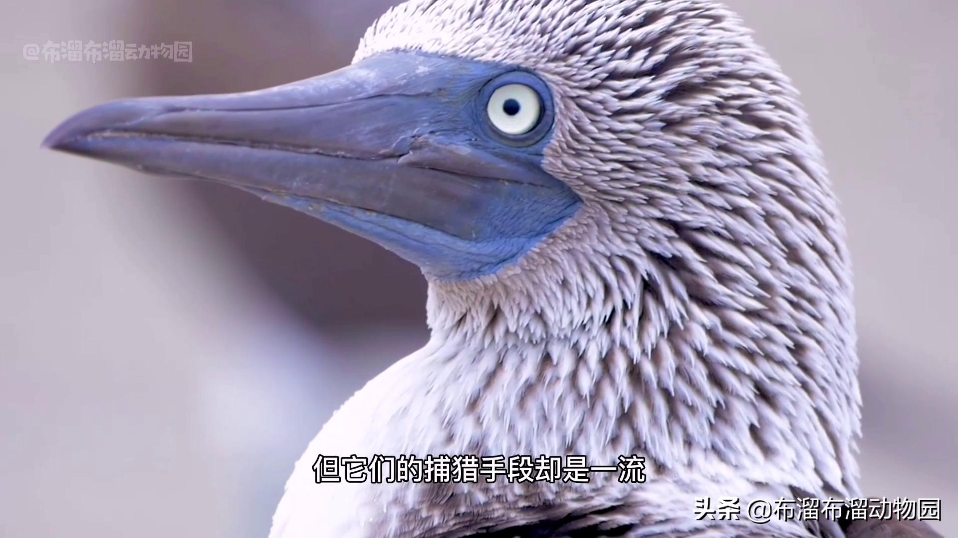 The strange big silly bird, with a pair of big blue feet, breaks the ...