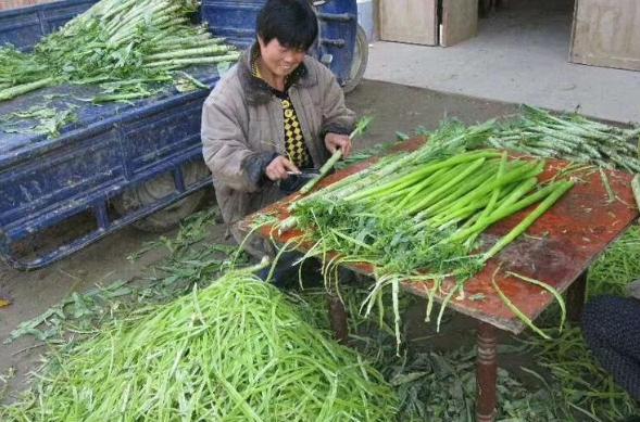 Tribute: It is often recognized as lettuce, and it is very valuable ...