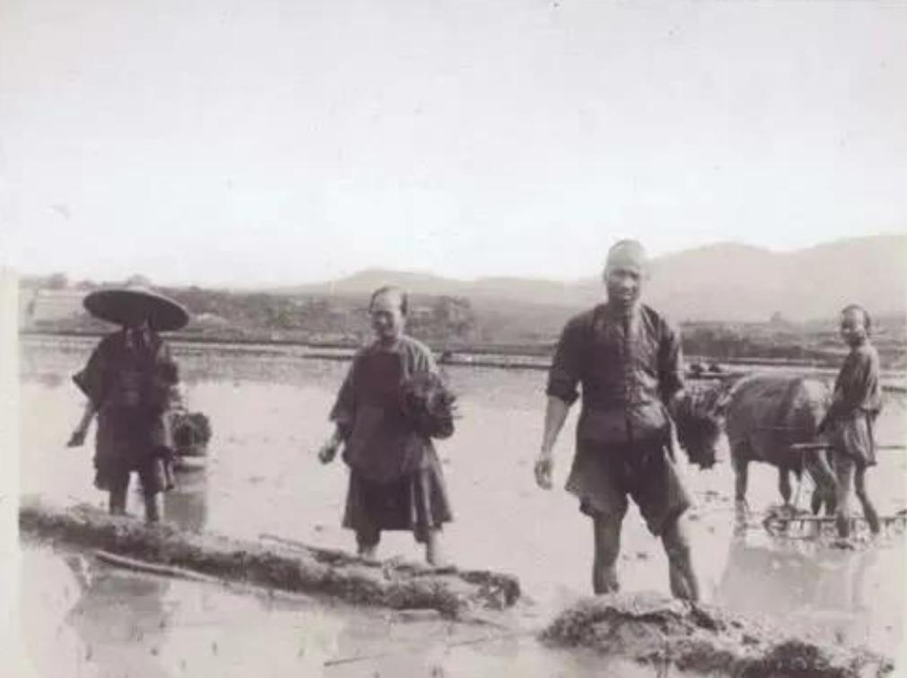 The reason why the population of the Qing Dynasty exploded, from 70 ...