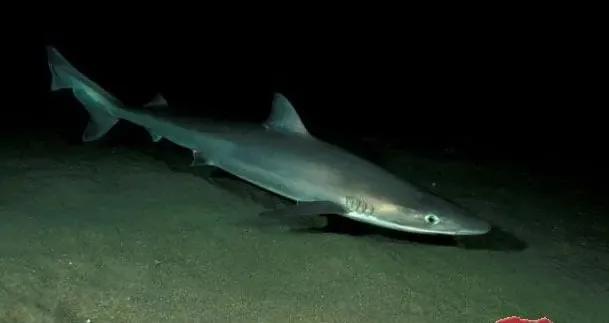 Poisonous sharks appear on the Thames in London - iNEWS