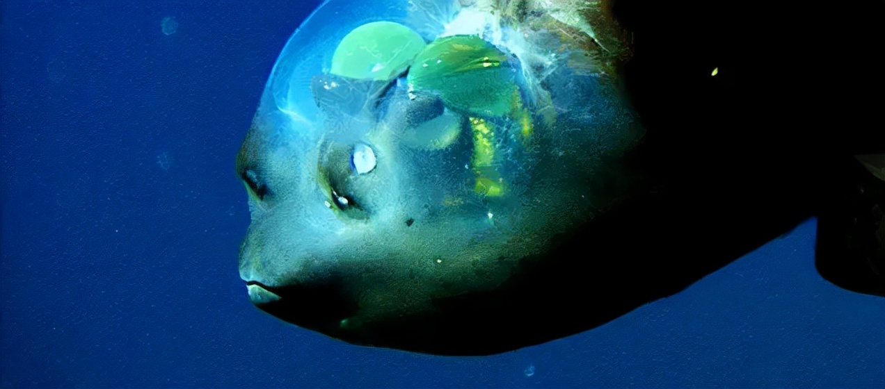 The head is transparent and the eyes grow on top of the head. Do you ...