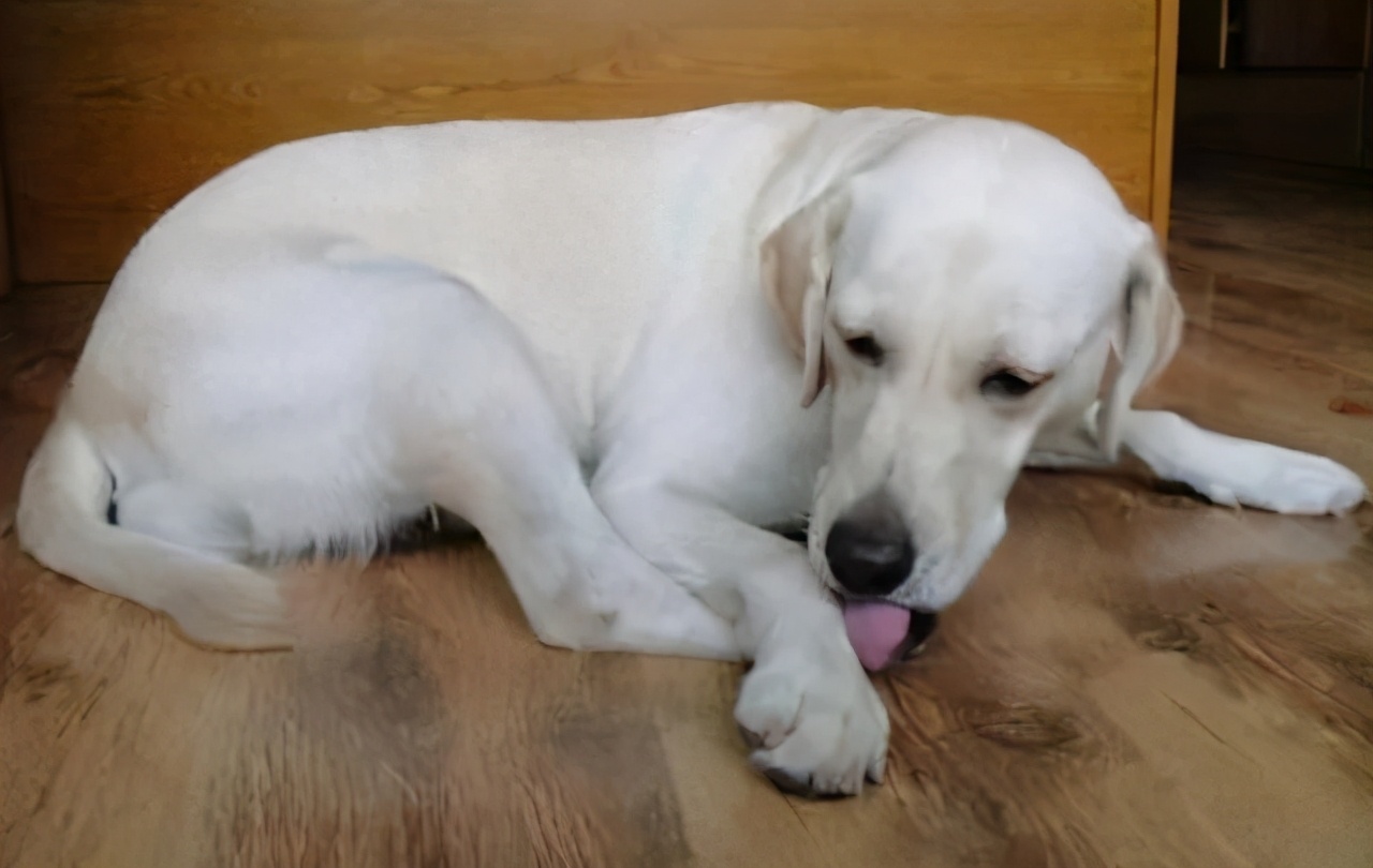 In the rainy season, dog interdigital inflammation frequently occurs ...