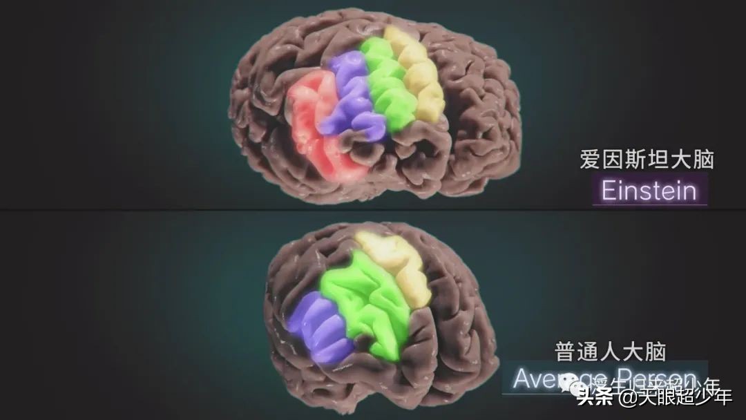 Einstein's genius brain revealed - iNEWS