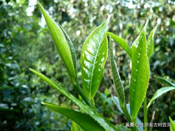 Lao Man'e ancient tree tea from all the bitterness and joy!Why is it so ...