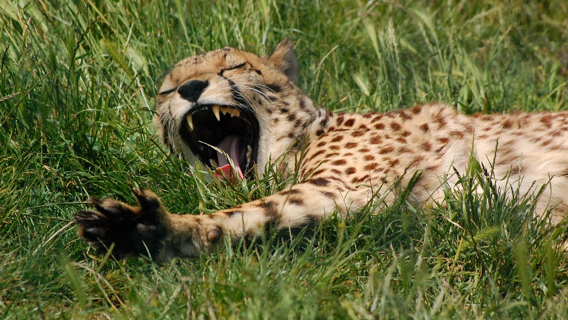 Cheetah: The fastest predator on the surface, but the surface scenery ...
