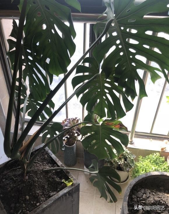 Young people stay at home, 25 buy a monstera, put it on the south ...