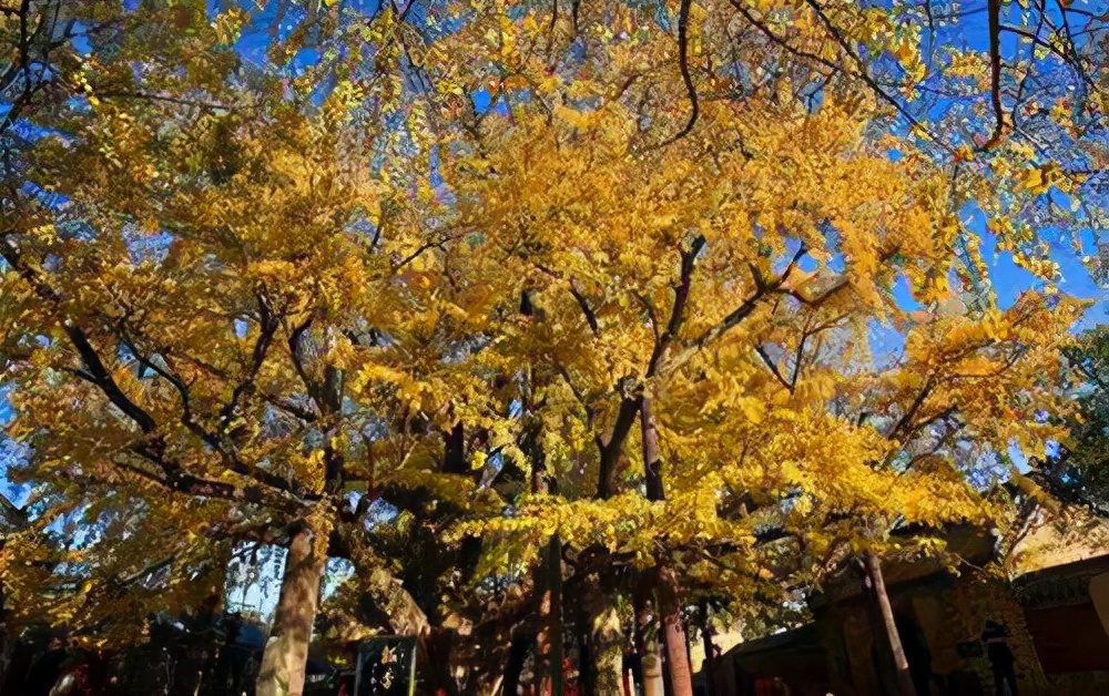 Ranking of the oldest existing trees in China - iNEWS