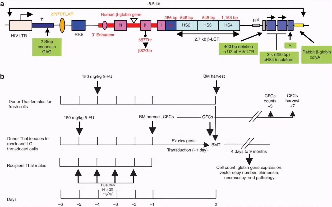 It is a viral vector again, the blue bird gene therapy LentiGlobin ...
