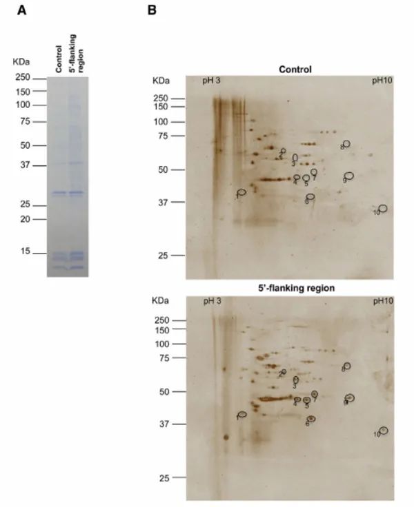 掌握pull down實驗：RNA pull down，DNA pull down，Protein pull down - 資訊咖