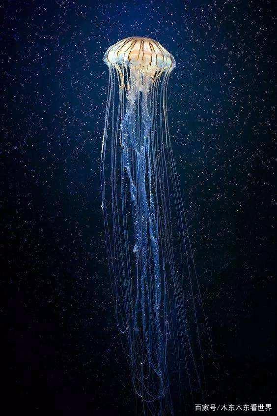 A lighthouse jellyfish - iMedia