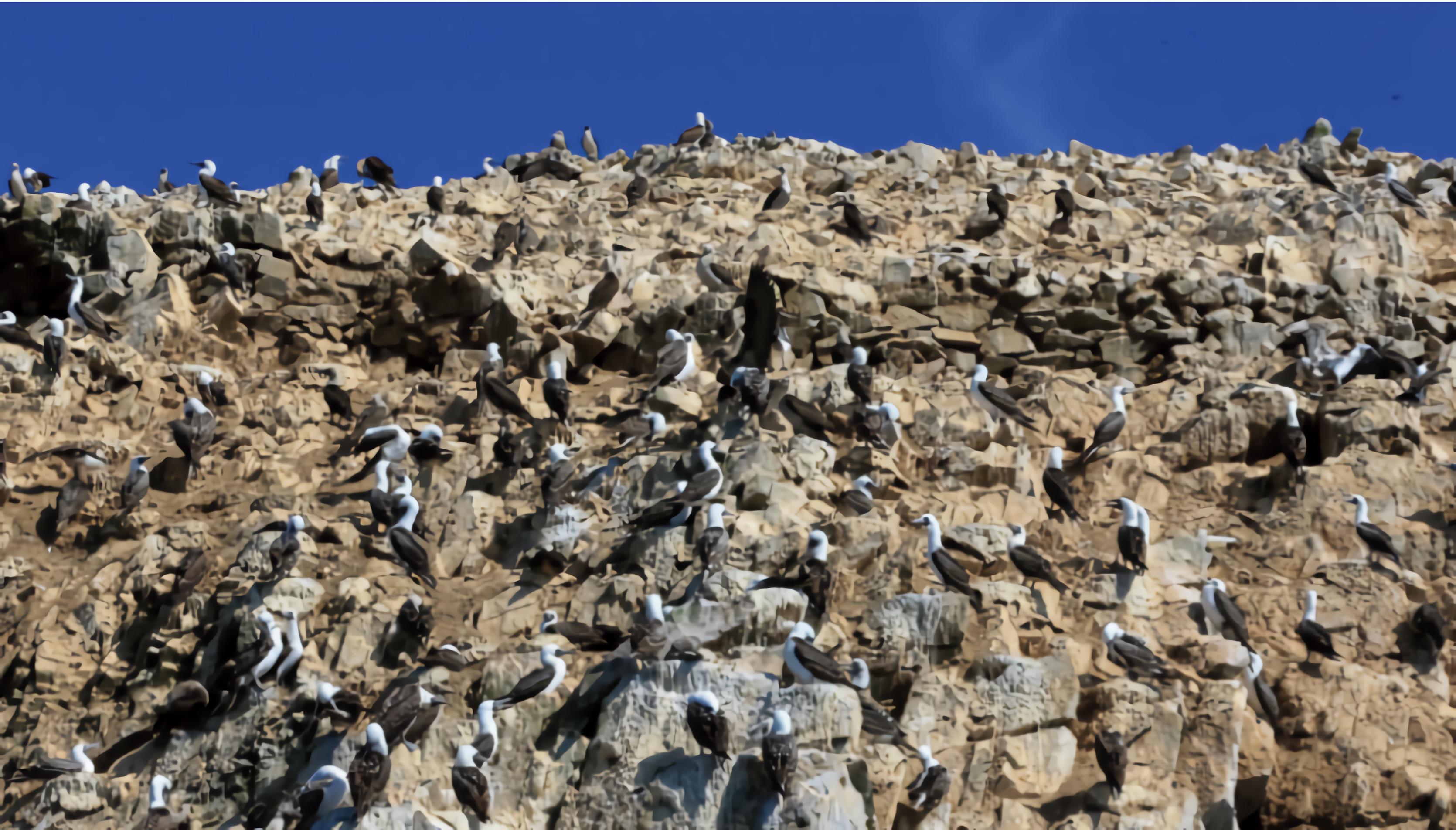 In order to snatch guano, the three countries launched wars. How ...