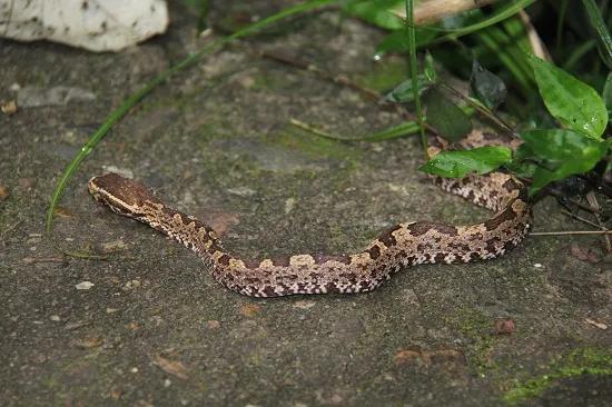 Notation of Yunnan Venomous Snake ~ Vietnamese Soldering Iron Head - iMedia