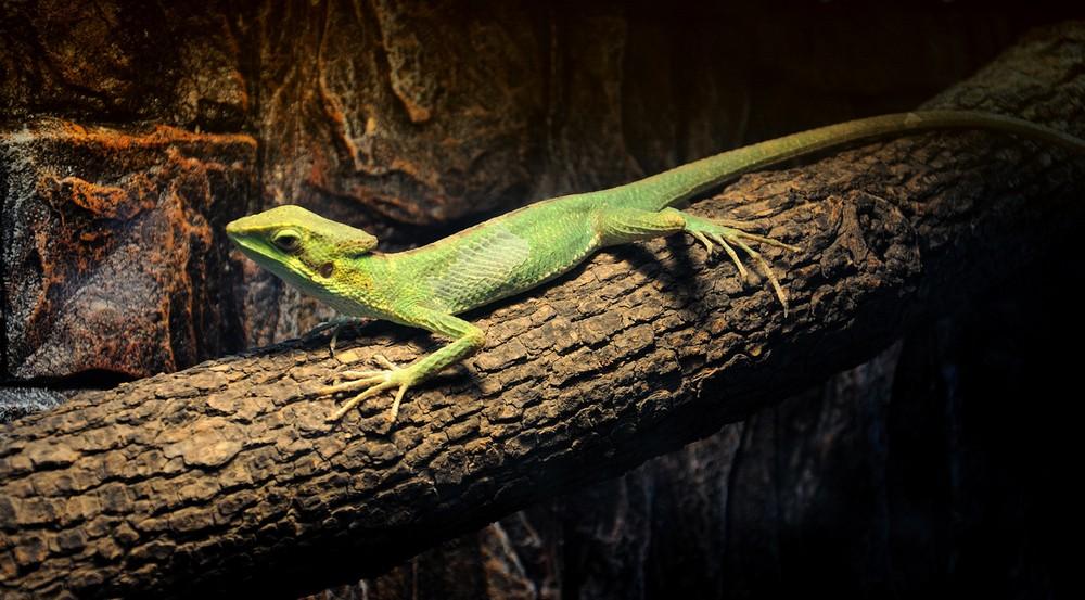 Scientist: Humans all evolved from fish. How did fish evolve into ...