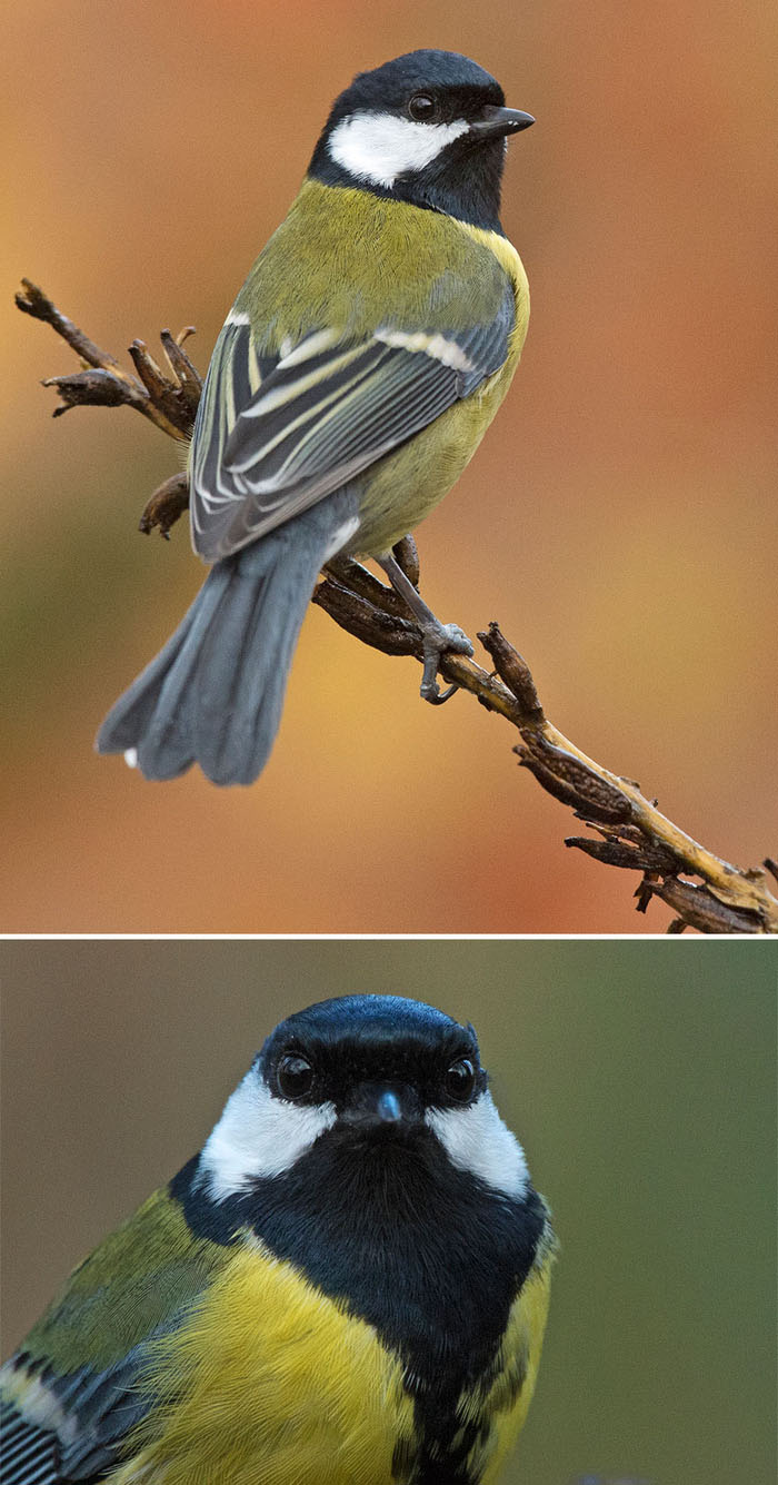 The photographer posted a bird "front VS side view" and netizens ...