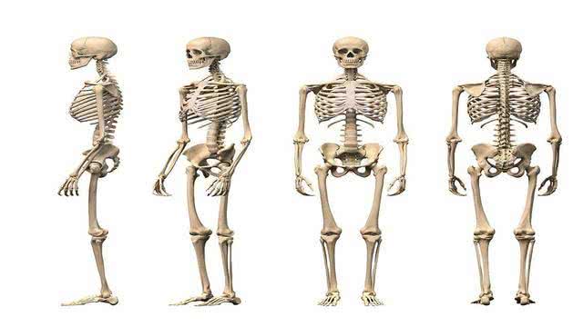 There are 206 bones in the human body. The Chinese generally only have ...