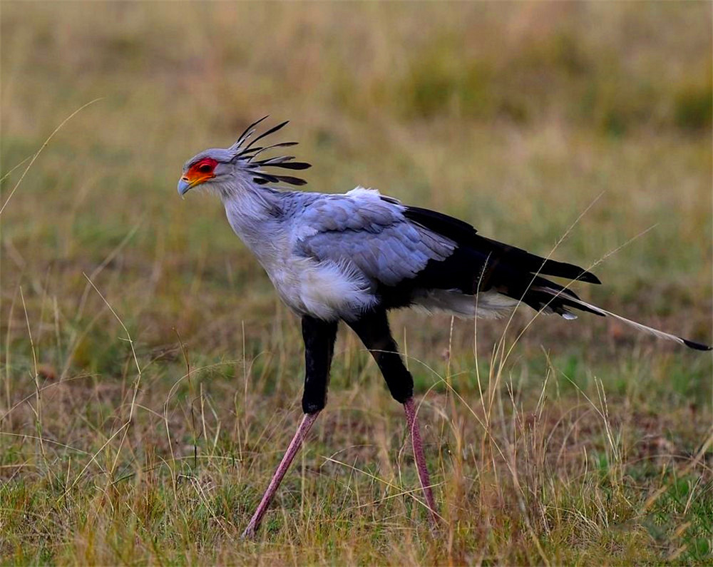 The nemesis of the African venomous snake: Secretary Eagle dances the ...