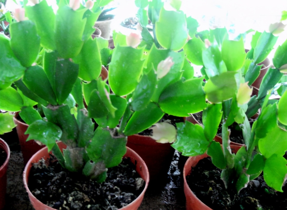 There are two reasons for the "leaf spots" of Zygocactus cactus in ...