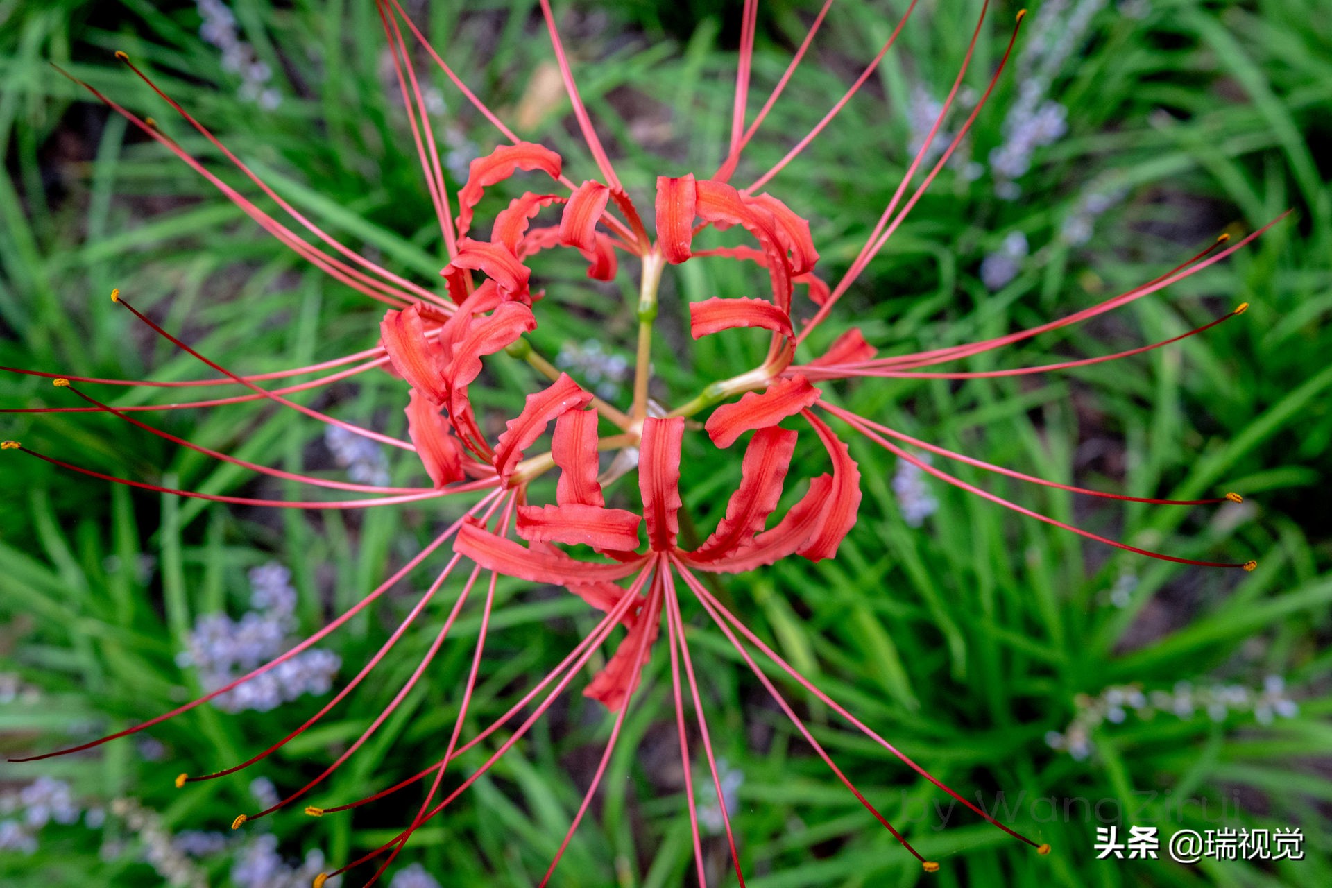 Flower on the other side, blooming on the other side, only flowers but ...