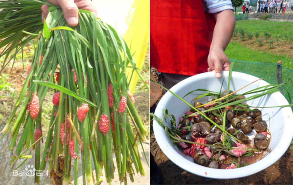 The origin of the name "Super Encyclopedia 1435" and "Fu Shou Luo"? - iNEWS