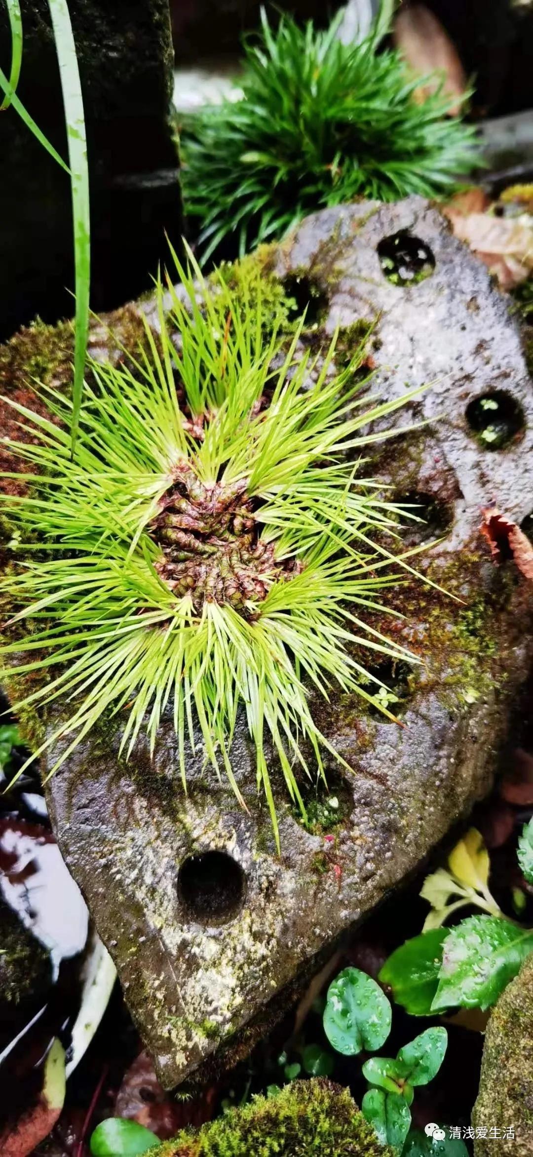 The experience of raising calamus - iNEWS