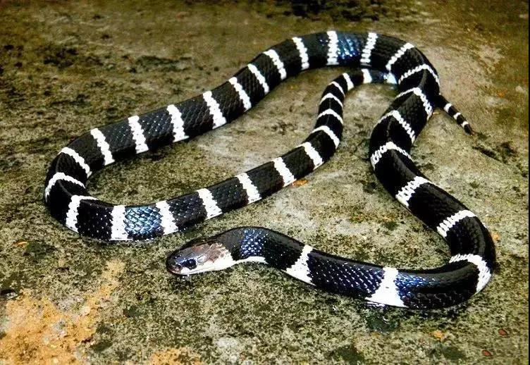 Yunnan Yingjiang newly discovered a poisonous snake, named Bai Suzhen ...