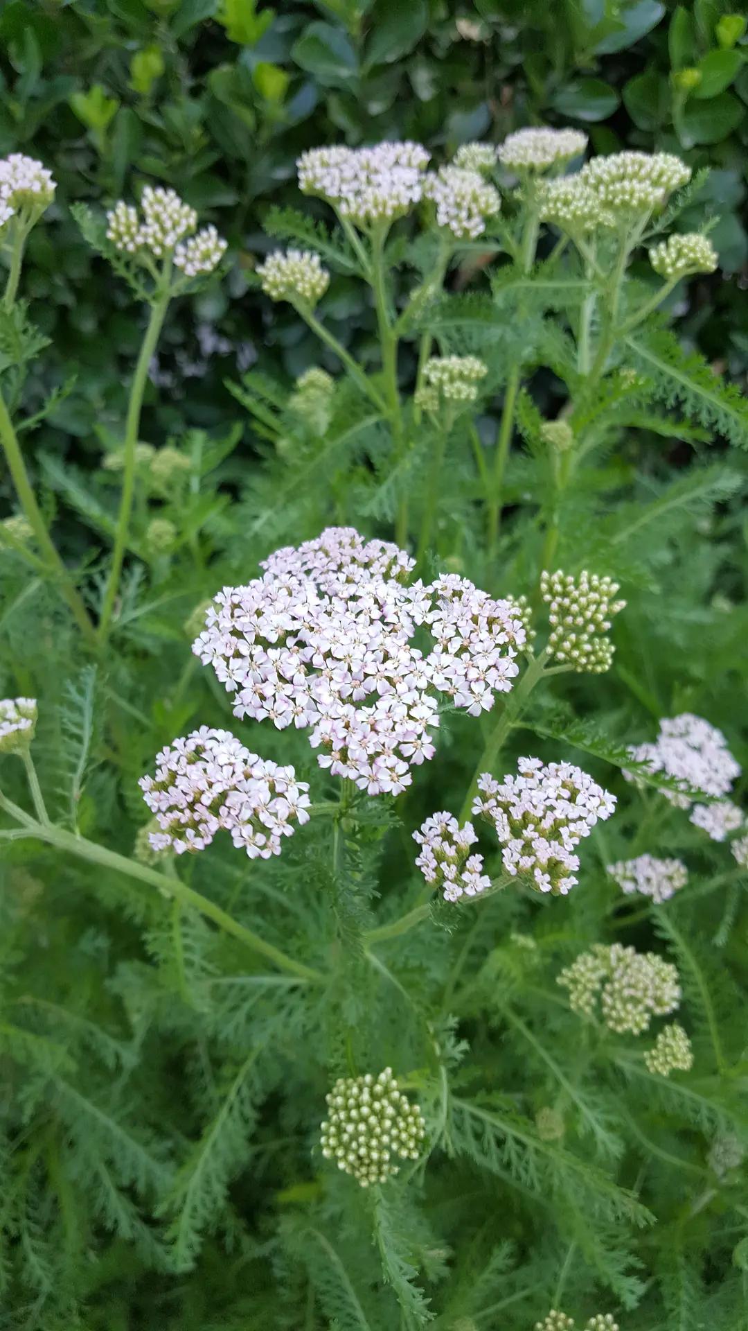 Nine are the poles of yang and six are the poles of yin? From yarrow to ...