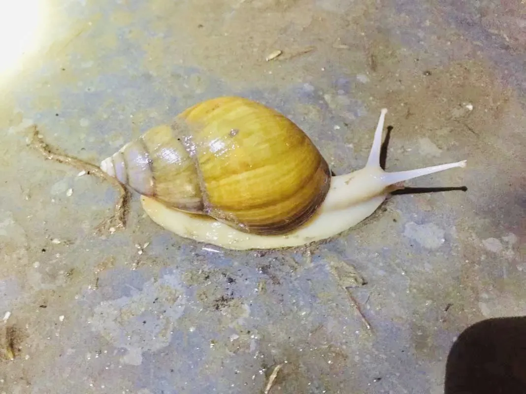 Creeping white jade snails with shell "protein" are popular in Europe ...