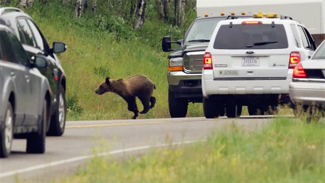 Malayan tapir was accidentally hit by a car when crossing the road ...