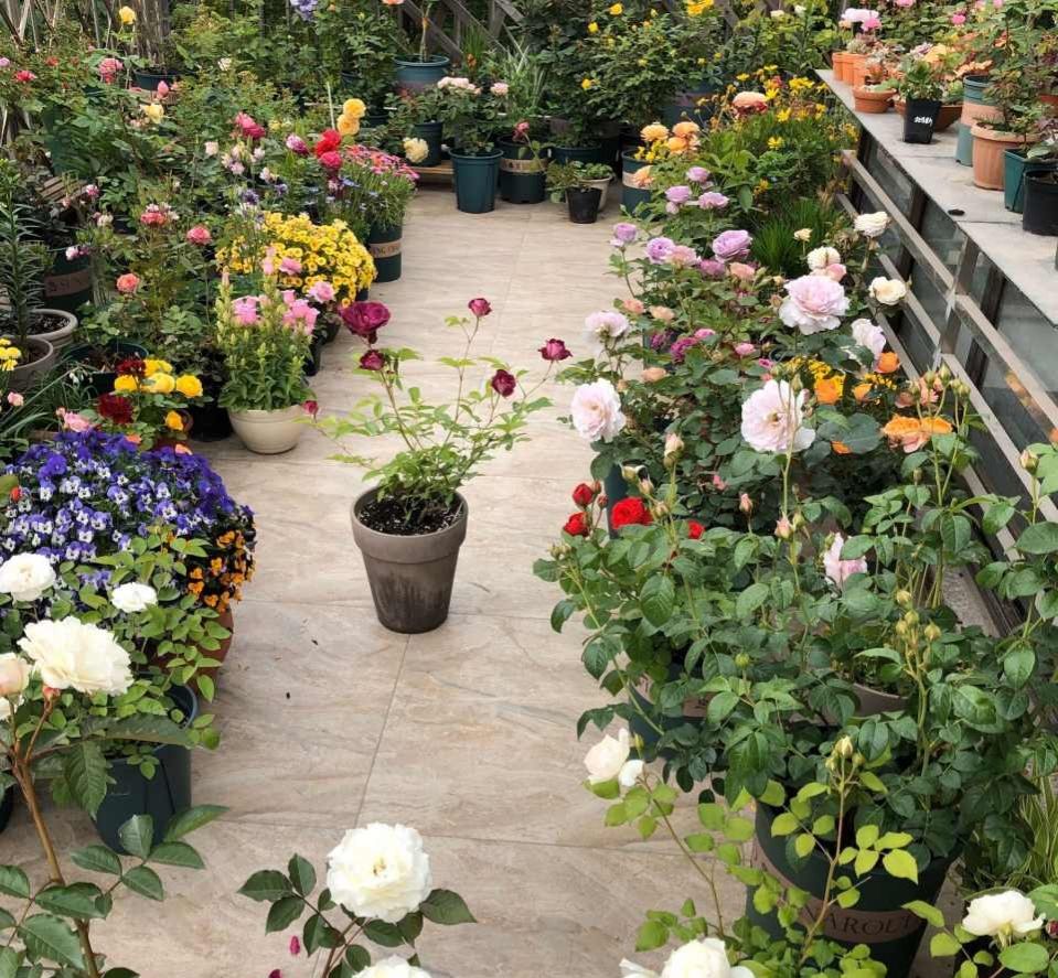 Planting 4 kinds of flowers in the yard is the pastoral style that we ...