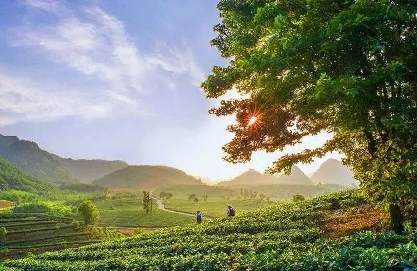 Yingde Specialty-Yingde Black Tea - iNEWS