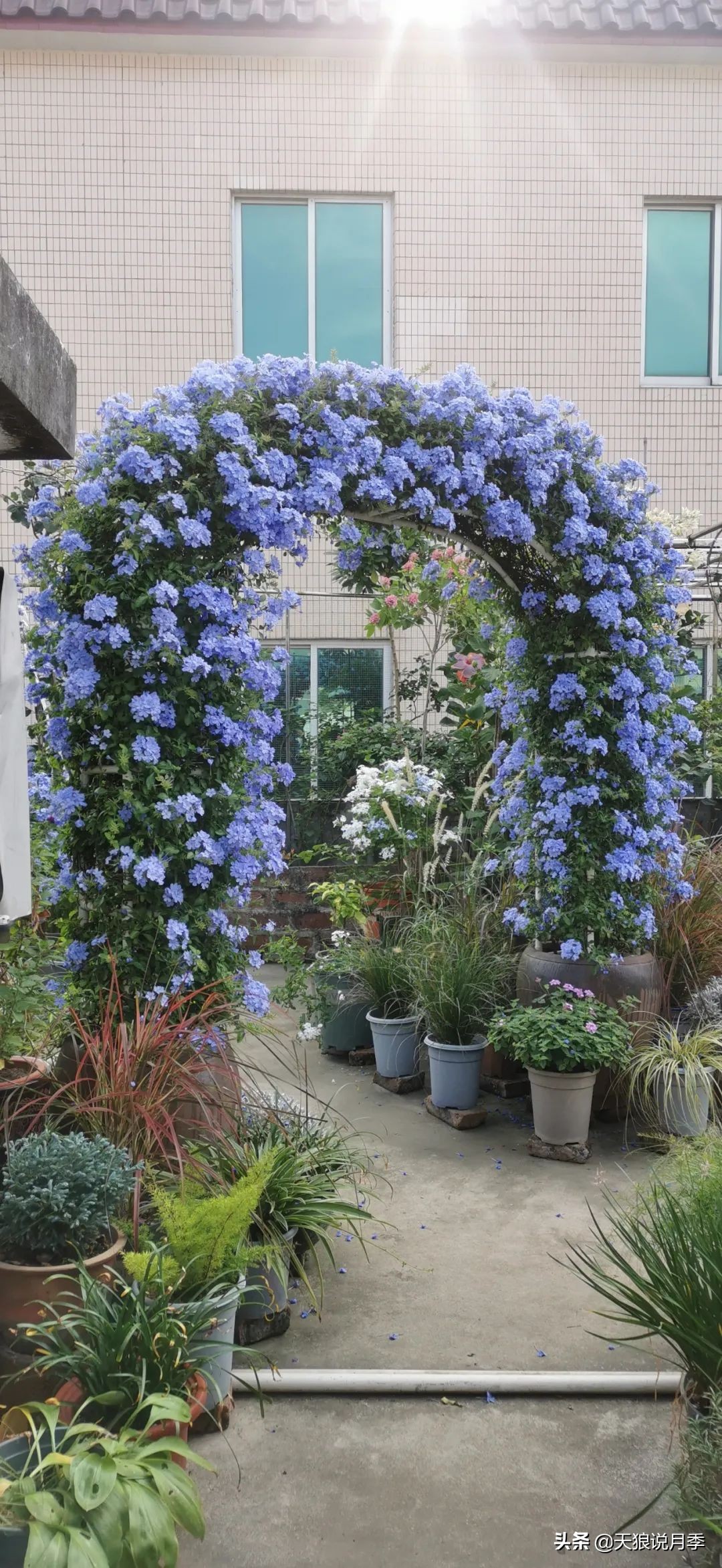 Low cost to create a red and blue snowflake arch, you can also have the ...