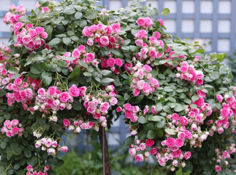 "Chinese rose rouge buckle" has many advantages and strong flowering ...