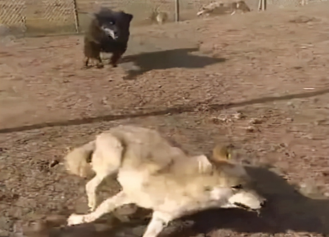 The Tibetan Mastiff enters the wolf pack, and the wolf runs straight ...