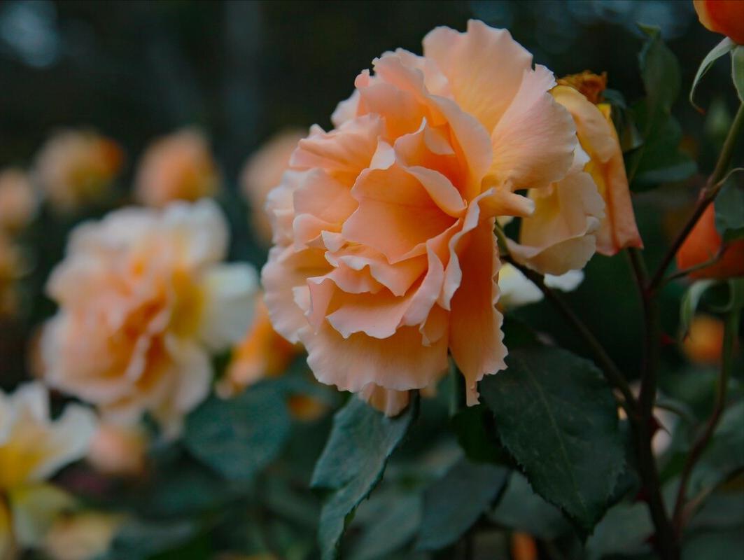 Seven classifications of rose varieties - iMedia