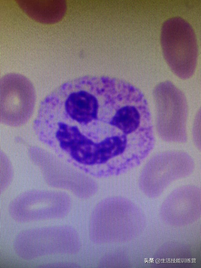 Wonderful microscopic world, 30 pictures show how everyday objects look ...