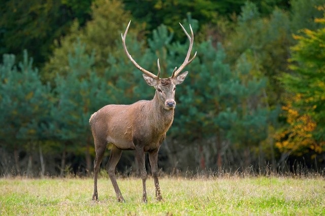 Several intimate moments of contact with wild animals - iNEWS