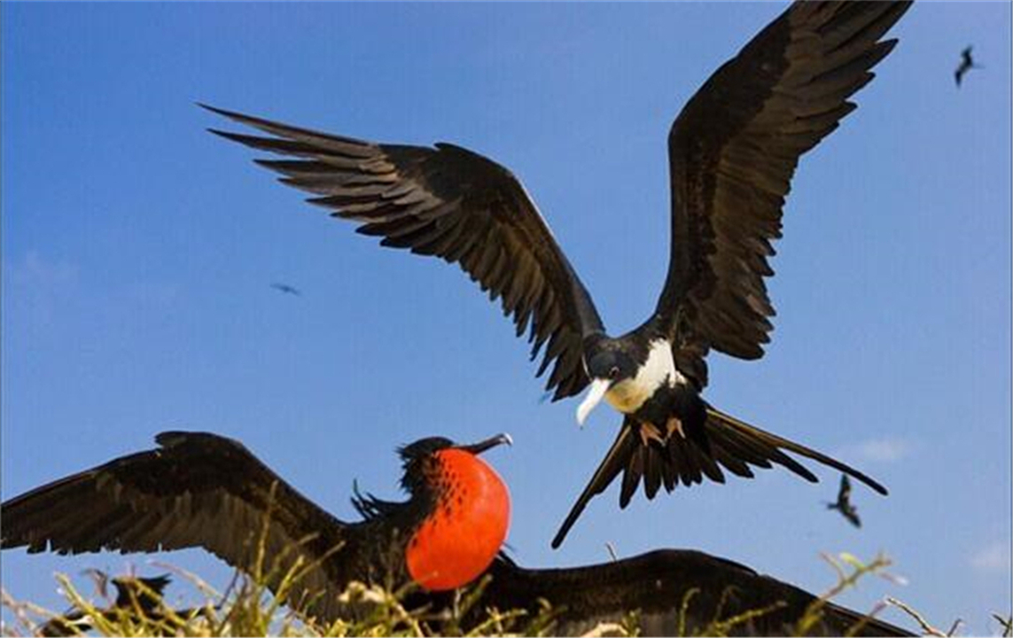 A kind of bird that sleeps while flying is almost equal to death. How ...
