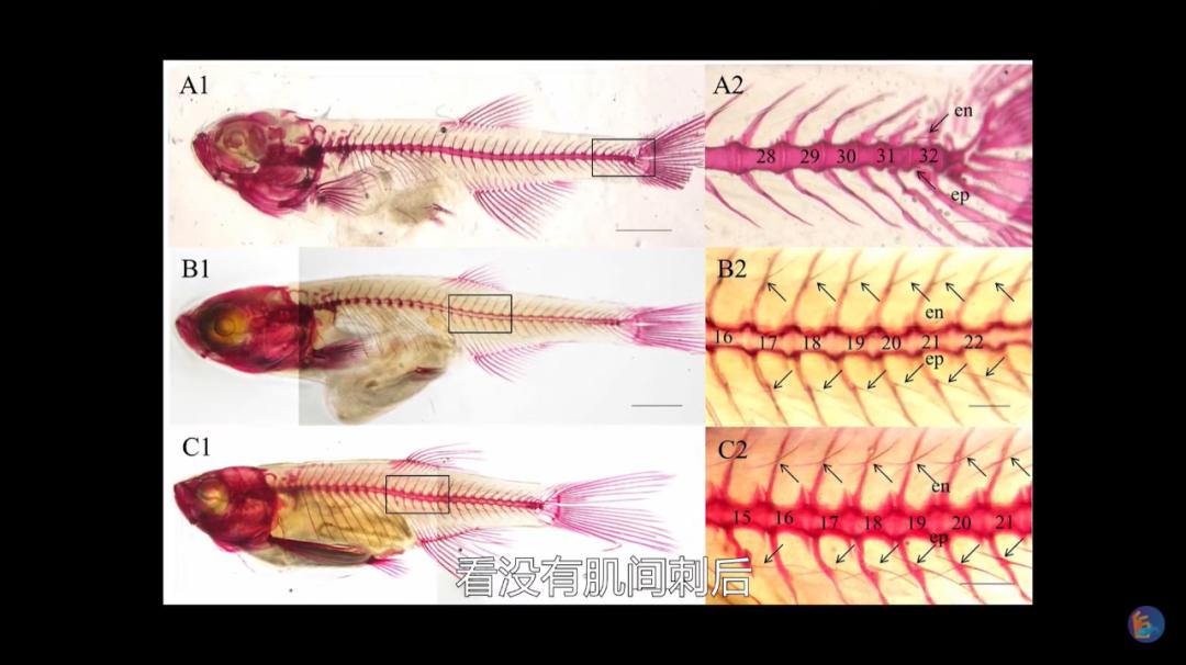 The source of all evil of fish-eating-intermuscular spines, revenge ...