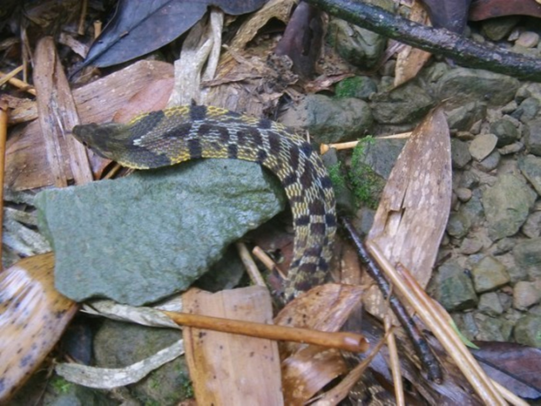 Why do snakes run away where there are geese, can goose dung really ...