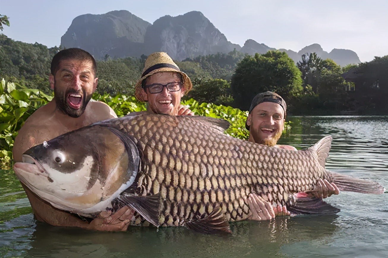 Asian carp invaded the United States and became fattened into pigs. Why ...