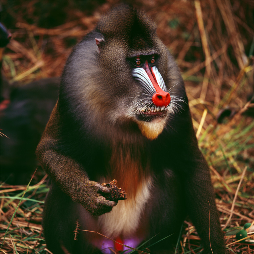 Mandrill appeared in Xiangxi?The nose is like a pig, and it has a ...