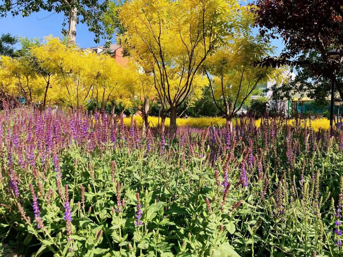 Lavender, you must have heard of it, but you have never seen it - iNEWS