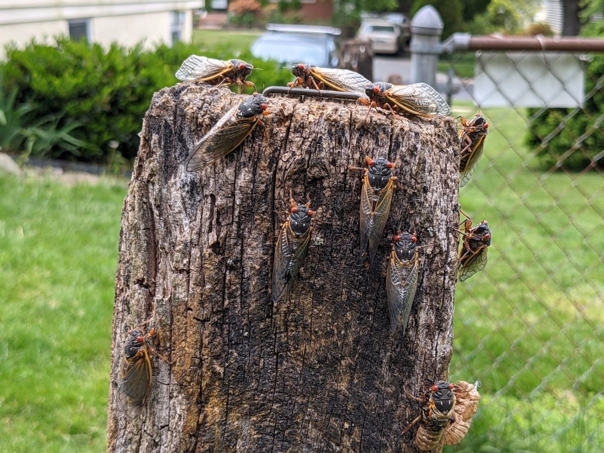 30 billion cicadas are raging in the United States!Hit people's faces ...