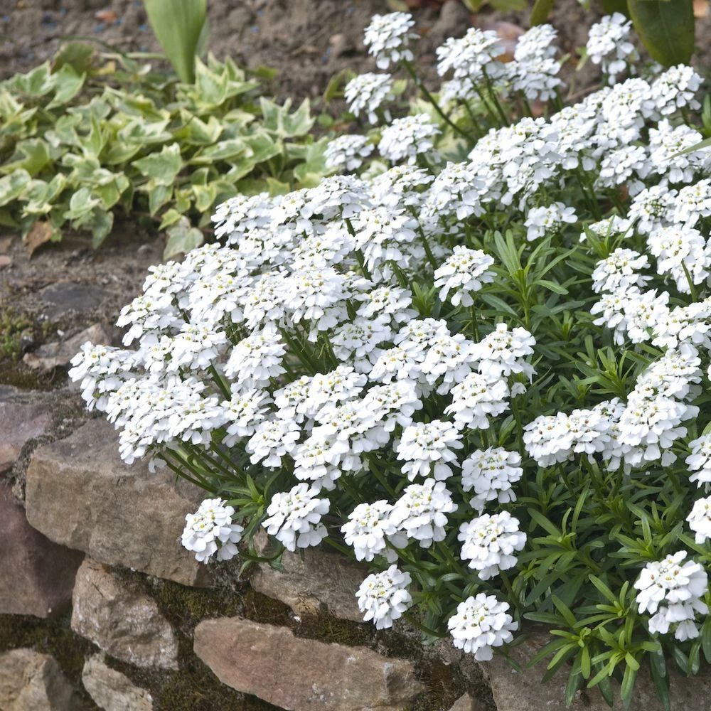 The buckwheat flower that is afraid of heat and humidity is suitable ...