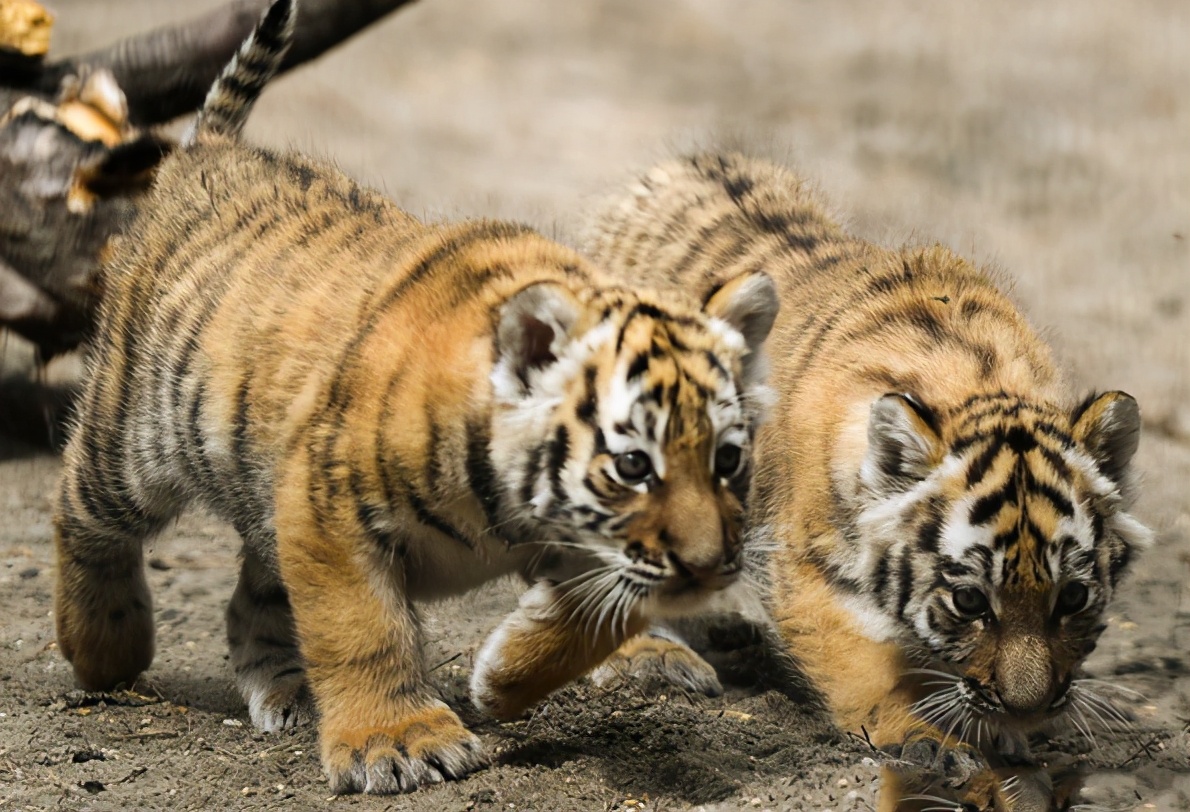 "Wandashan No. 1" enters the park for quarantine inspection, its stay ...