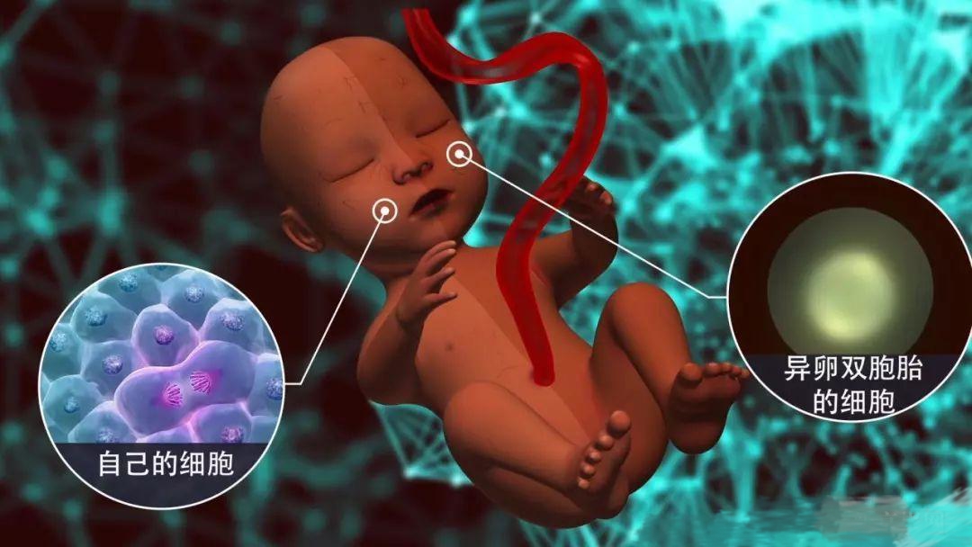Human-monkey "hybrid" embryos are born. Can humans and monkeys have ...
