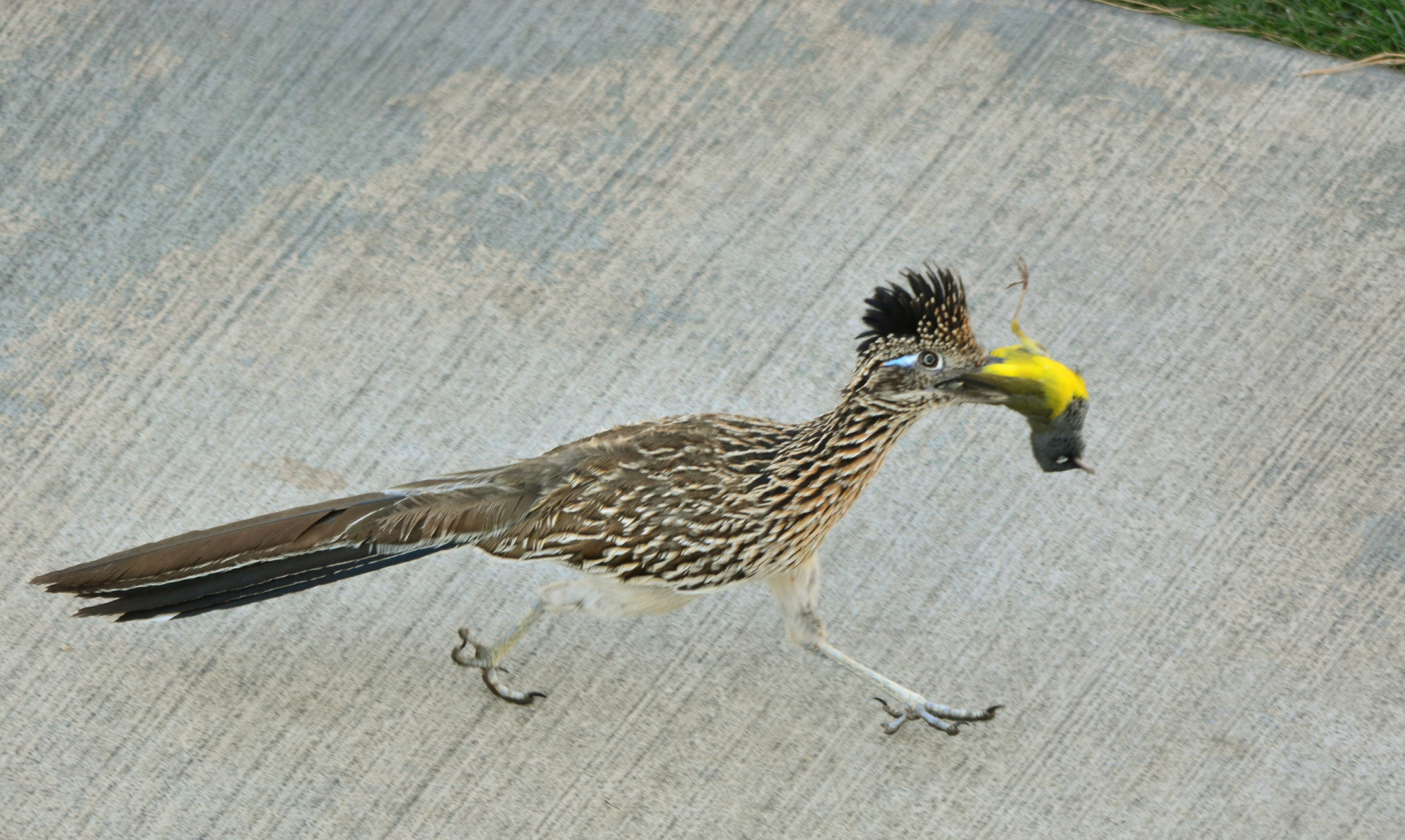 How could the flightless roadrunner challenge the snake? - iNEWS