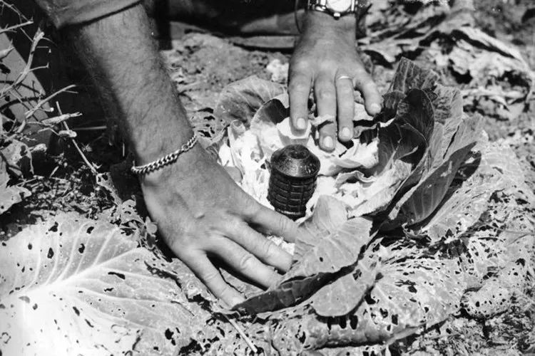 What did the U.S. military eat for field food during World War II? - iNEWS