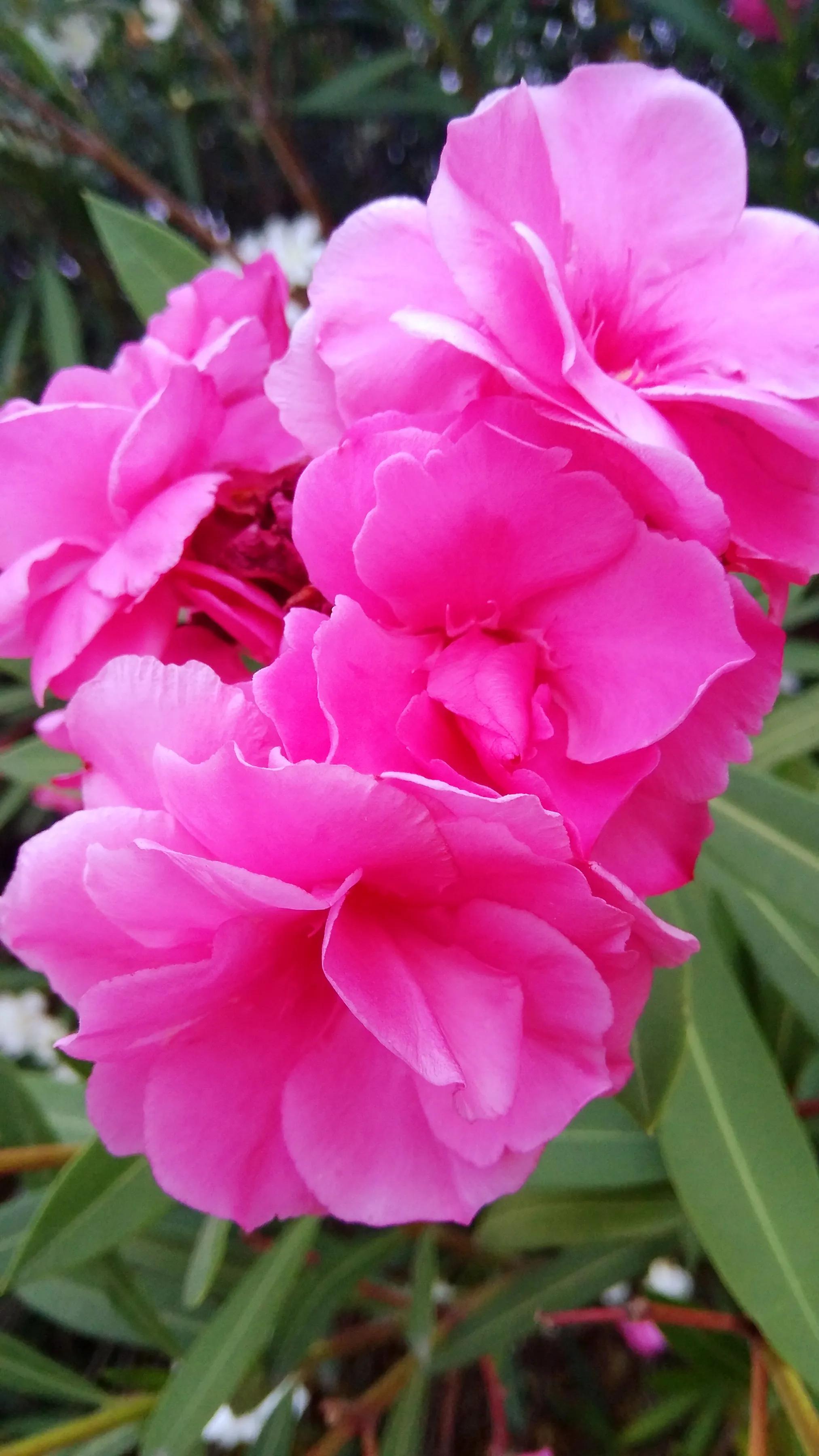 Beautiful oleander, with large, gorgeous and long flowering period, it ...
